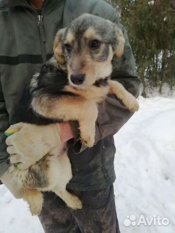 Щенок Маленький ласковый собачкин Томми 4мес