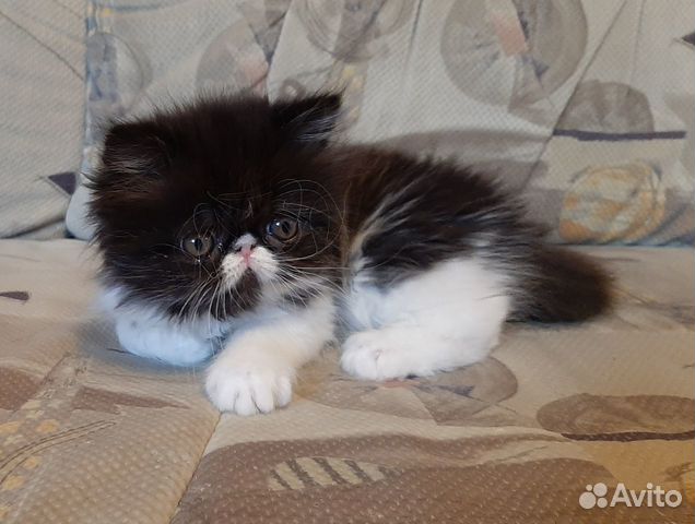 Персидский малышок