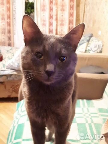 Отдам кота в добрые руки