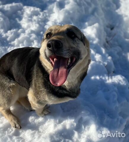 Небольшая собака-друг