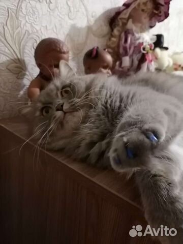 Кошка