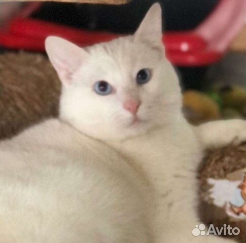 Котик в дар