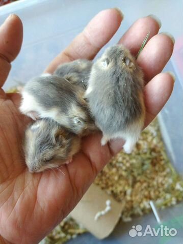 Джунгарские хомяки из питомника