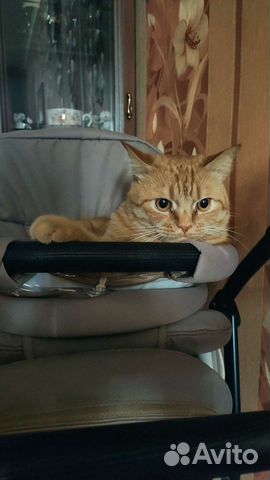 Рыжий кот