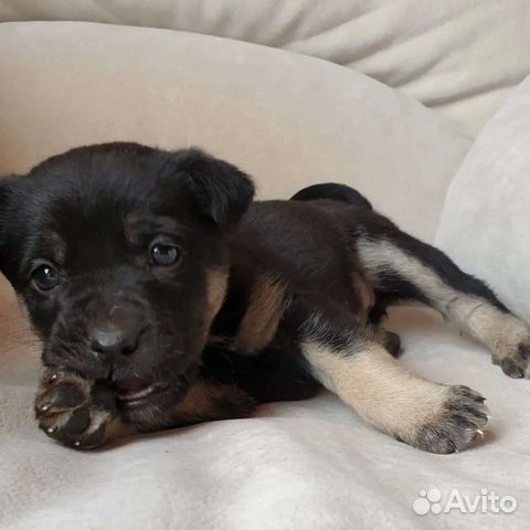 Щенок, девочка, бесплатно