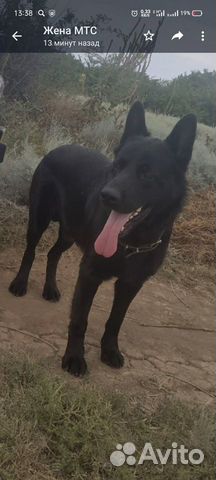 Собака немецкая овчарка