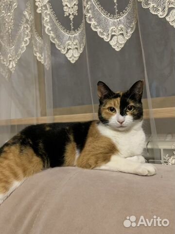 Кошка