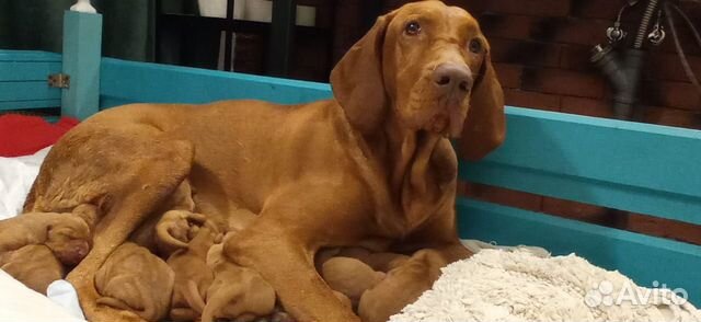 Собаки Венгерская легавая