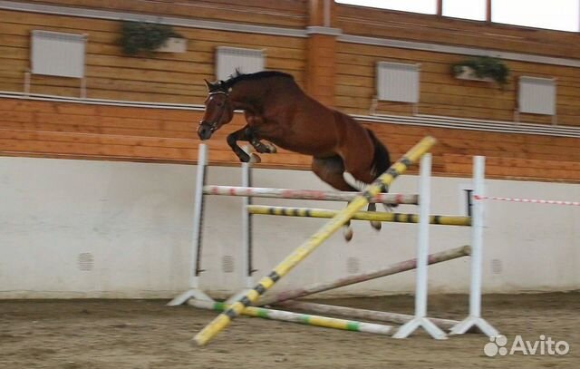 Молодая тракененская лошадь