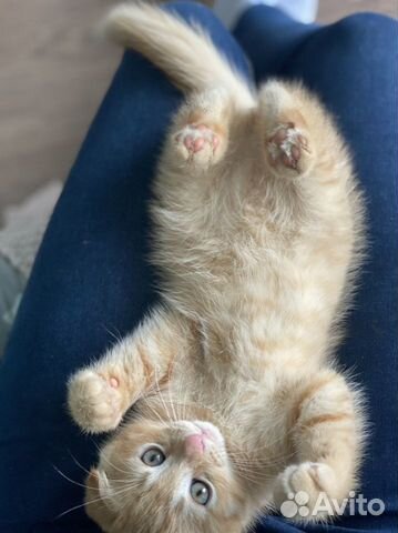Шотланский вислоухий котенок рыжий
