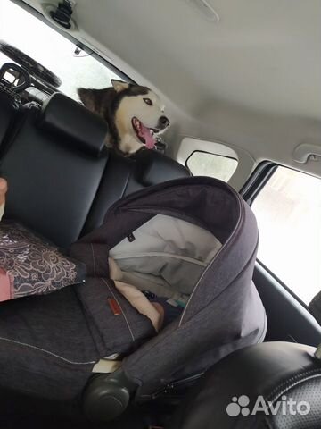 Сибирский хаски. Кабель. Вязка