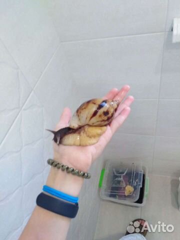 Улитка ахатинка ретикулят