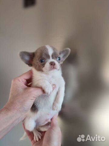 Бело-лиловый красавчик