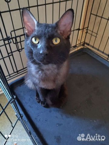 Шикарный мальчик ищет свою семью