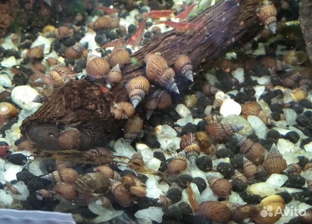 Улитки аквариумные нуждающимся