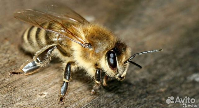 Пчелы живые для апитерапии