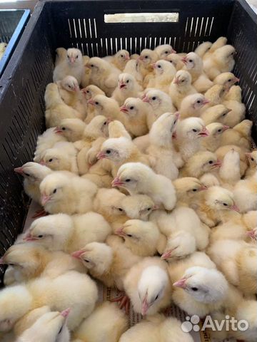 Цыплята бройлеры Оптом
