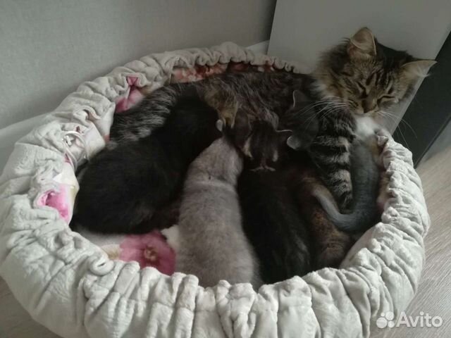 Кошки