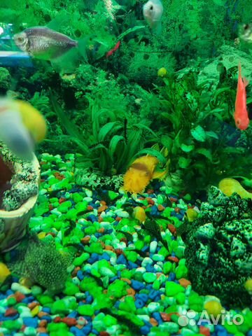 Растение в аквариумное