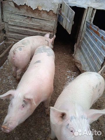 Свиньи на мясо