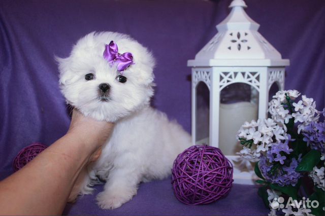 Нереально красивый мальчик мальтезе 2,5 мес