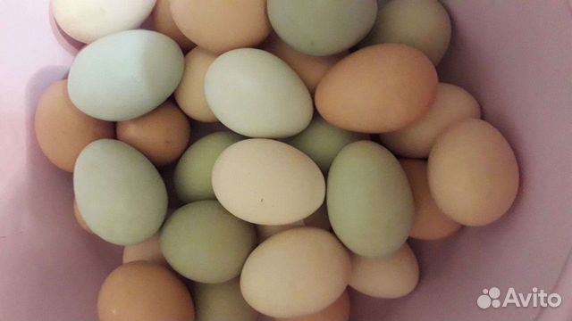 Инкубационное яйцо