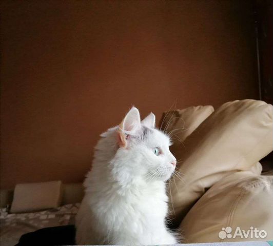 Кошка Дворянской породы