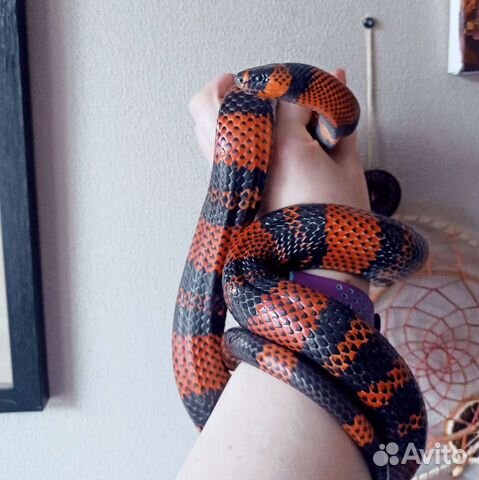 Змея молочная гондурасская. Самка