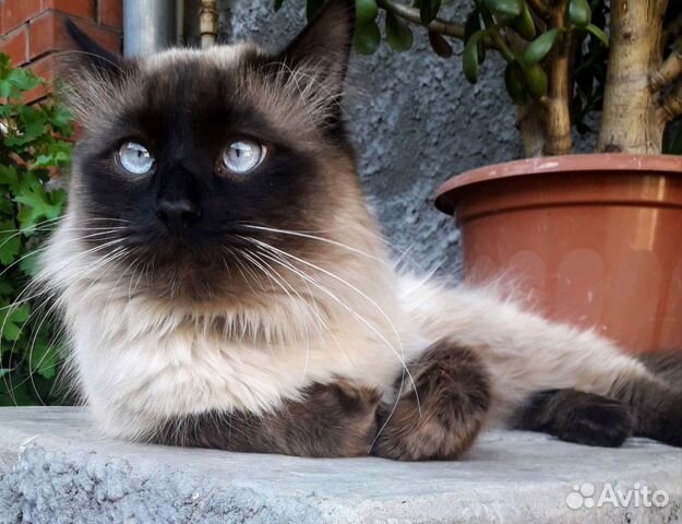 Вязка, приглашаем кошку
