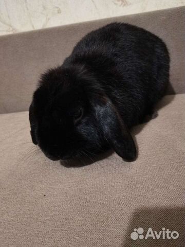 Ищем жениха