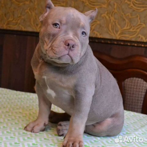 Американский булли