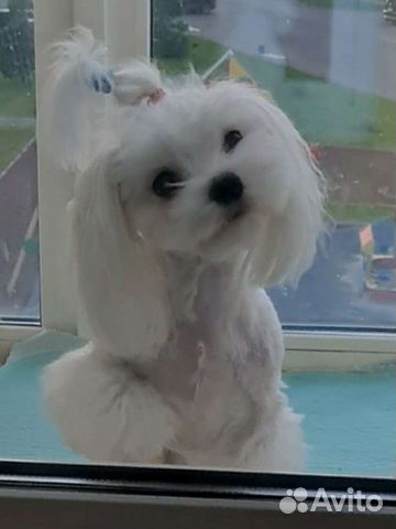 Мальтезе мальчик 2.5 года девочка 1.5 года