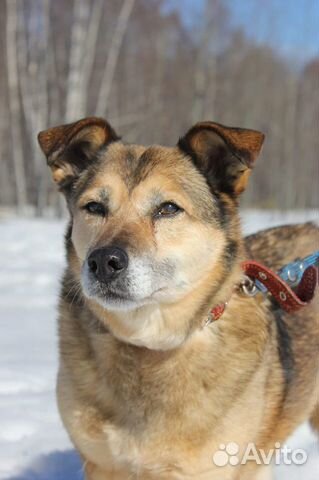 Груша-тихая и ласковая собачка ищет дом