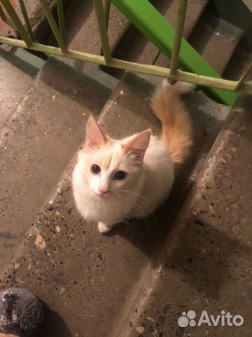 Кошки в добрые руки бесплатно