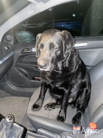 Найдена собака Лабрадор