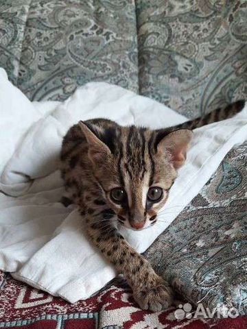 Алк котята. Продам