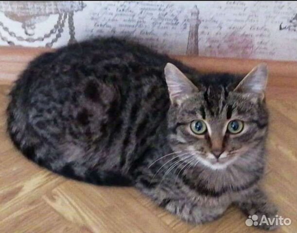 Кошечка ищет дом