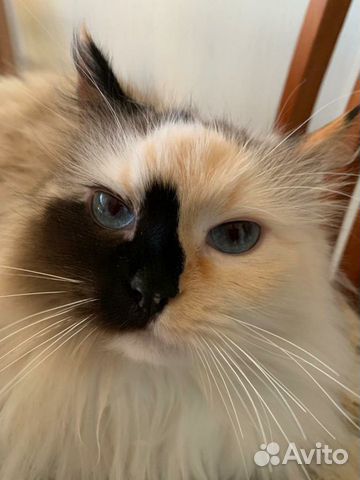 Голубоглазка Дульсинея