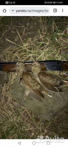 Утка и вальшнеп