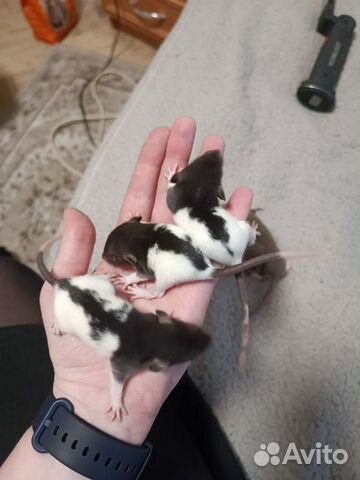 Крысята дамбо 1,5 месяца