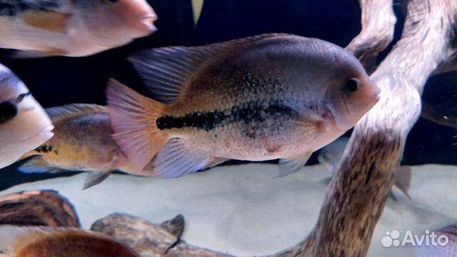 Вьехи бесплатно