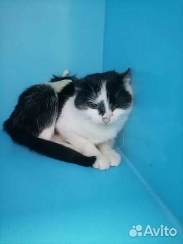 Чётно-белой кошечке-подростку некуда идти