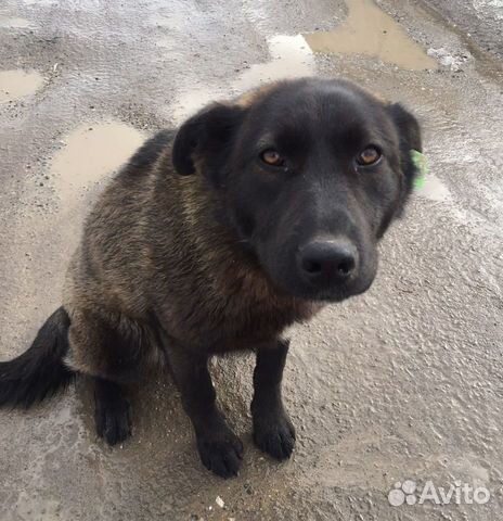 Серебристый щенок- подросток. Редктй окрас. В дар