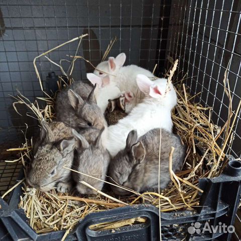 Крольчата