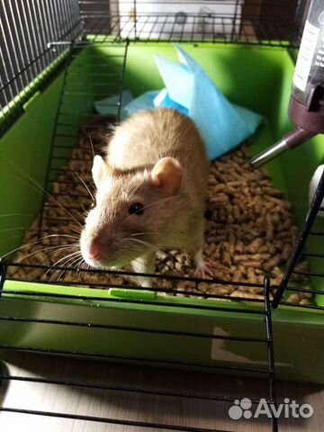 Крыса мальчик с клеткой