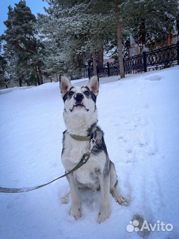 Метис хаски 6 мес., щенок