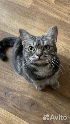 Кошка манчкин