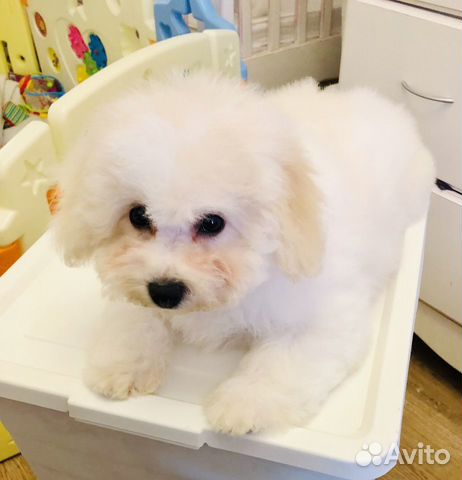 Бишон фризе