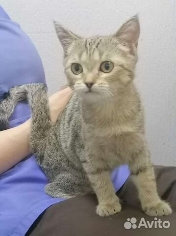 Кошка в дар