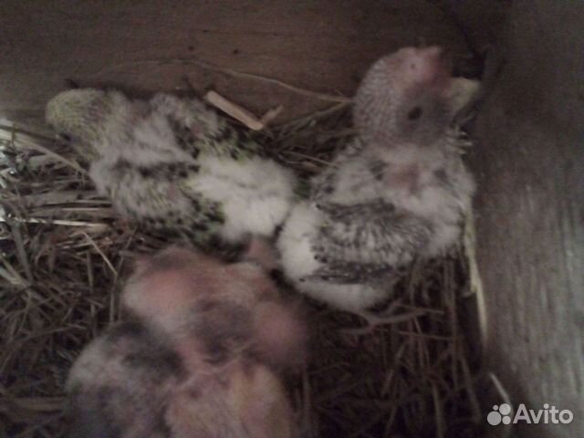 Волнистый попугай